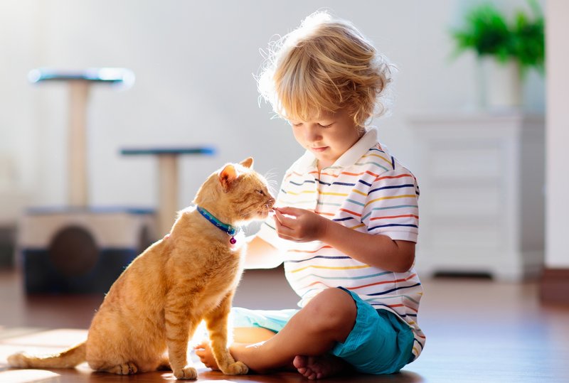 Georgie the cat: ESL/EFL Lesson Plan and Worksheet