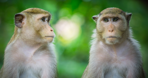 Scientists clone monkeys: ESL/EFL Lesson Plan and Worksheet