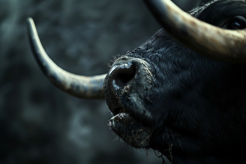 Protests as bullfights return to Mexico City: ESL/EFL Lesson Plan and ...