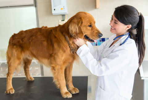 At the vet: ESL/EFL Lesson Plan and Worksheet