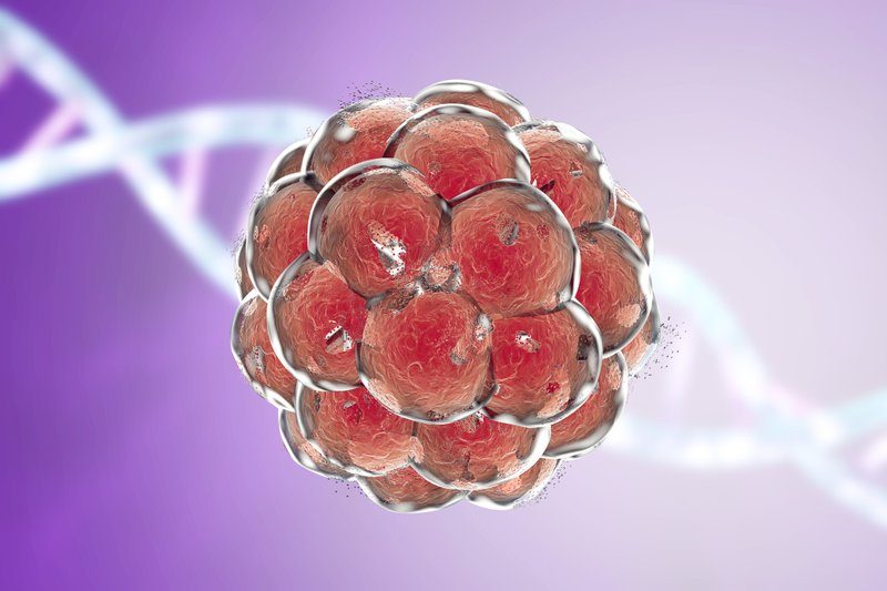 Scientists create human - monkey embryo: ESL/EFL Lesson Plan and Worksheet