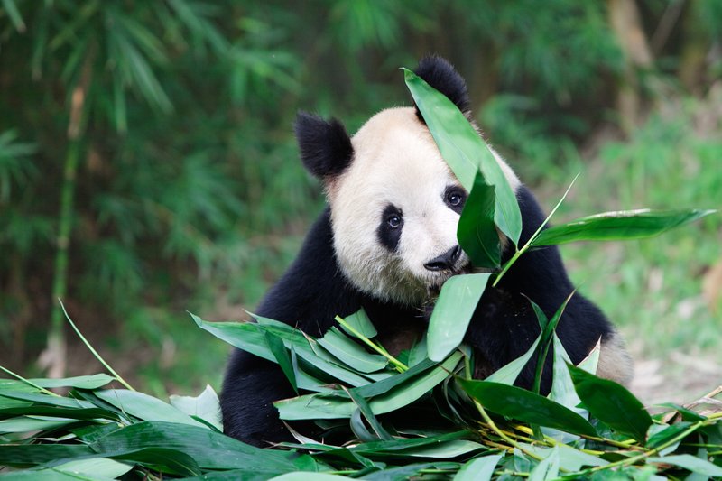Panda to go on a diet: ESL/EFL Lesson Plan and Worksheet