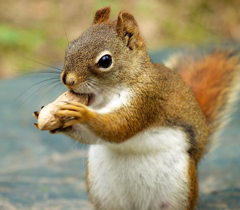 Animal comparisons: ESL/EFL Lesson Plan and Worksheet