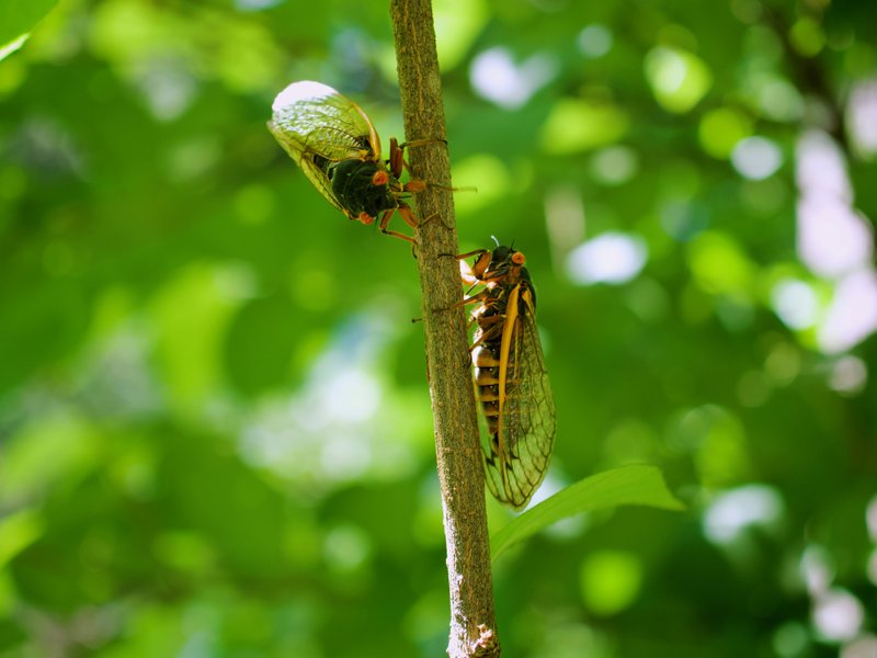 Billions of cicadas to emerge in 221-year event: ESL/EFL Lesson Plan ...