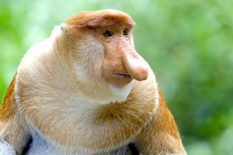Amazing animals: ESL/EFL Lesson Plan and Worksheet