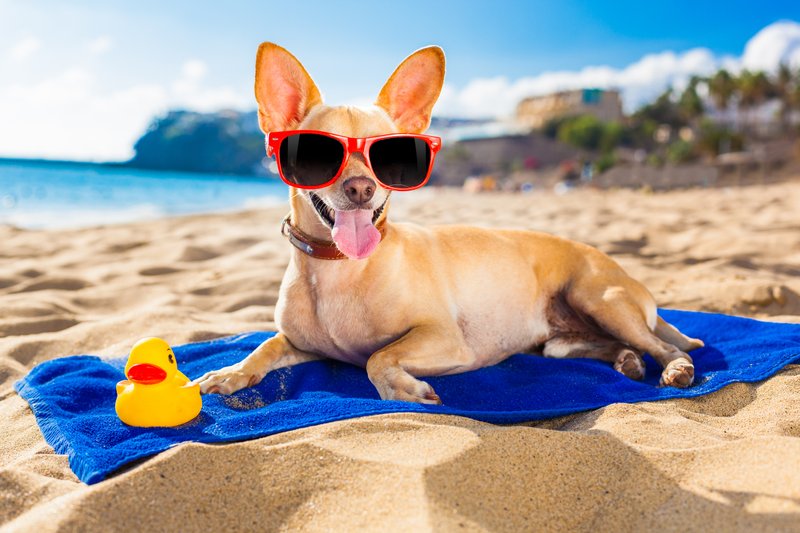 Un perrito faldero: ELE Lesson Plan and Worksheet