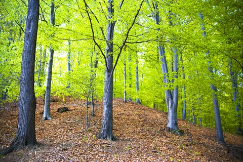 The natural world: Learning English - Linguahouse.com